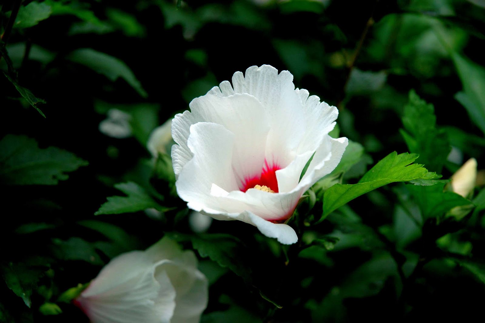 Selma, Ala. Daily Photo: Althea