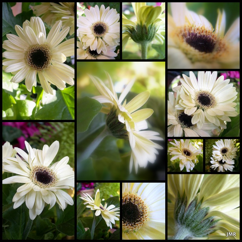 THE VILLAGE VOICE: WELCOME APRIL and 'THE DAISY' (FLOWER of the MONTH ...