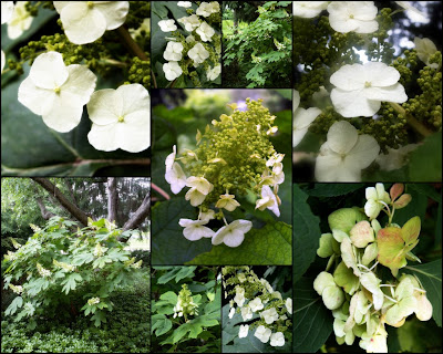 THE VILLAGE VOICE: SWEET LIFE ~ OAKLEAF HYDRANGEA / PEAR NUT BREAD with ...