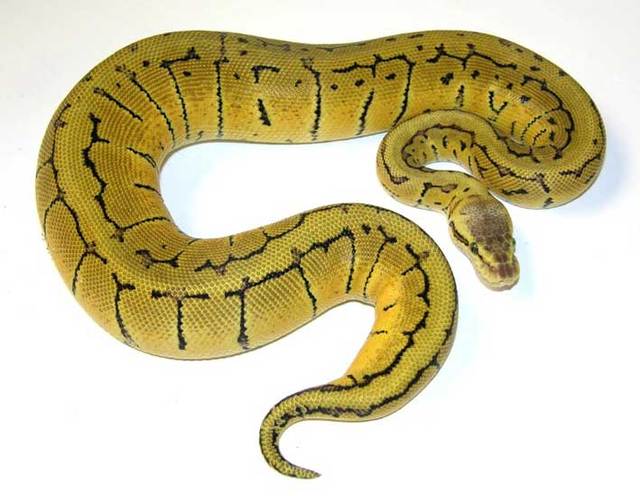 Regius.: Pitón Real (Python regius)