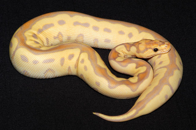 Regius.: Pitón Real (Python regius)