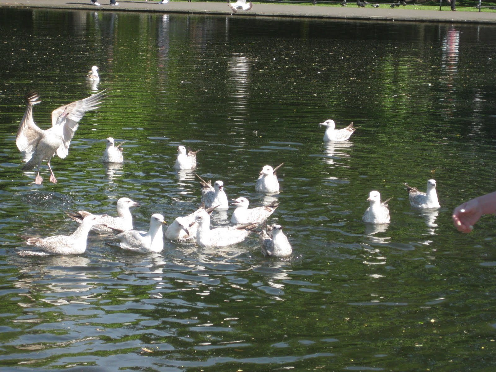 The Snapper: White Ducks Can Jump
