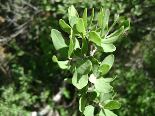 Clima, flora, fauna y tipo de suelo