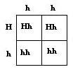 Biology 101: Punnett squares