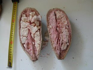 Pensar e Falar Angola: Mucua