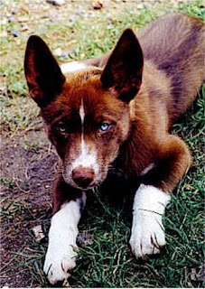 Cute Puppies Picture: Australian Kelpie
