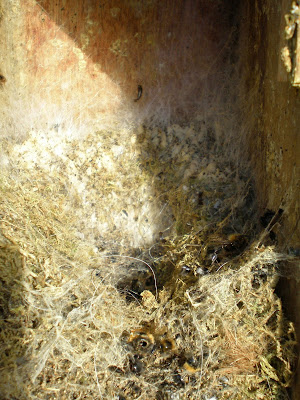 HET WERK: Hommelnest