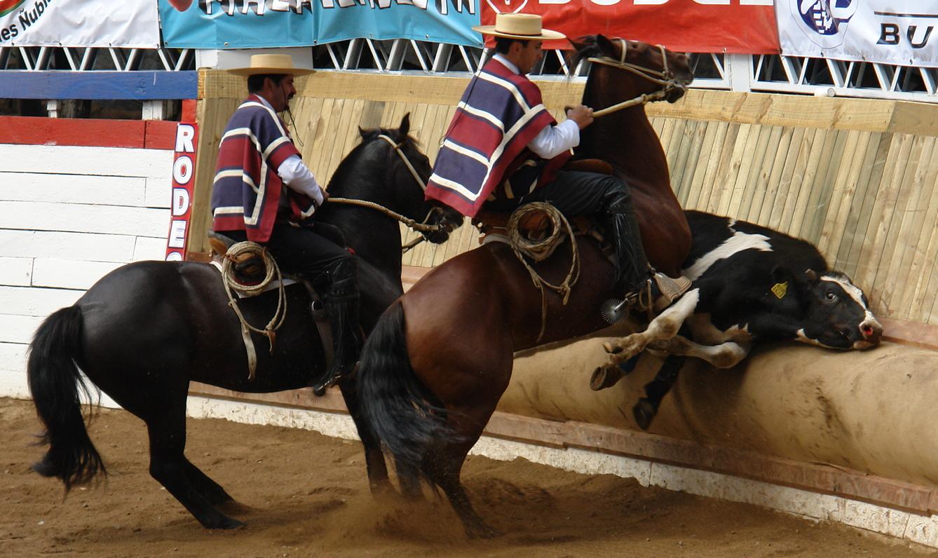 Cultura Chilena,: EL RODEO