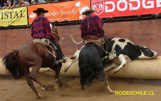 Cultura Chilena,: EL RODEO