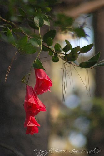 Cultura Chilena,: COPIHUE FLOR NACIONAL DE CHILE