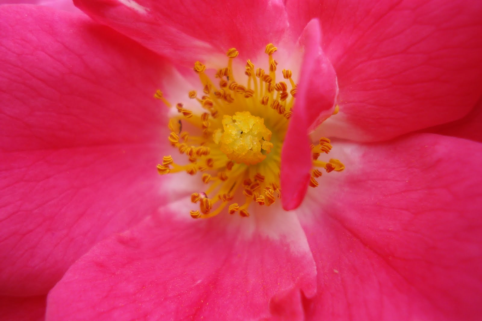 Een roos is een roos is een roos: april 2010