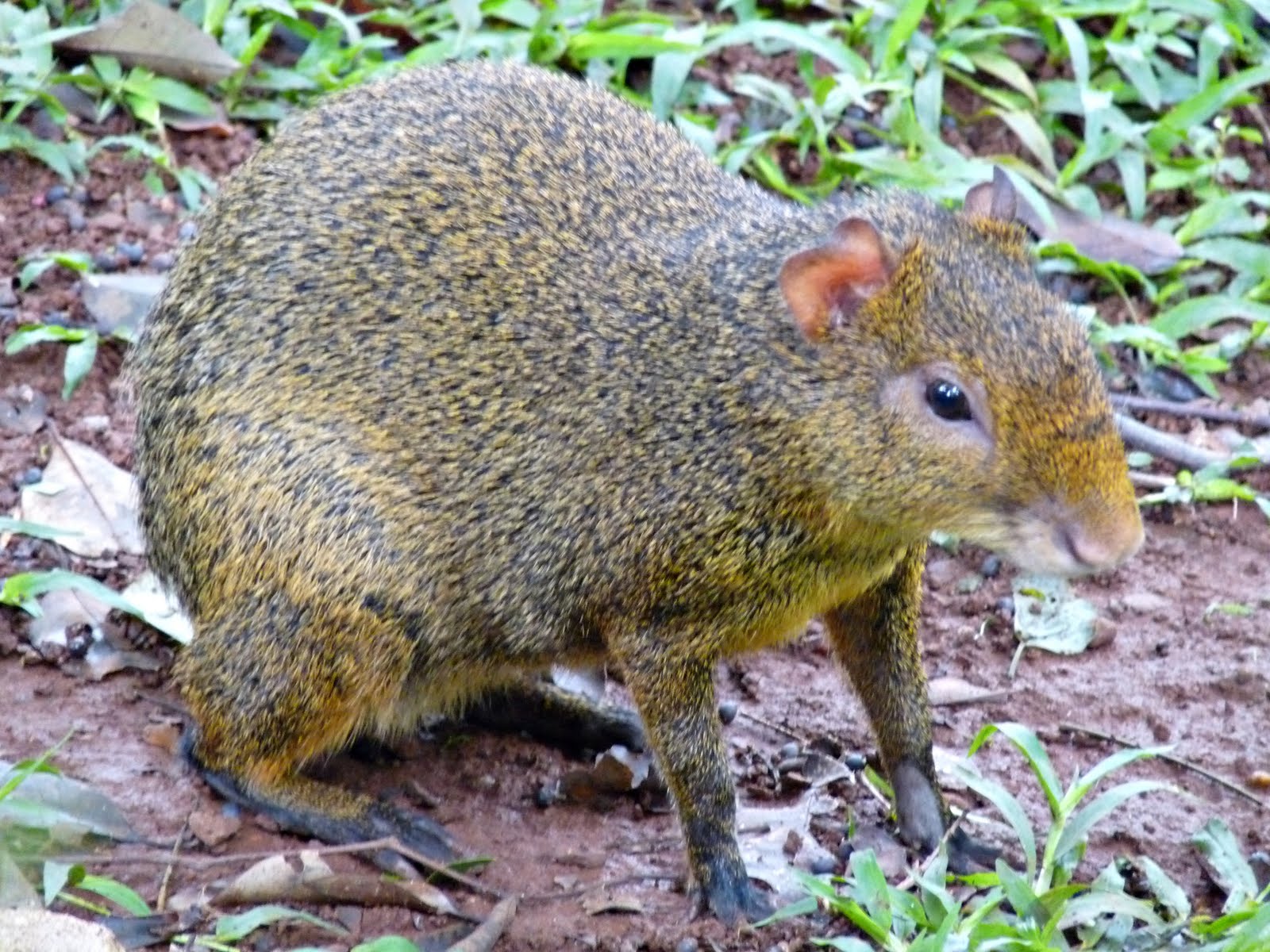 BIODIVERSIDADE URBANA: Cutia Dasyprocta azarae