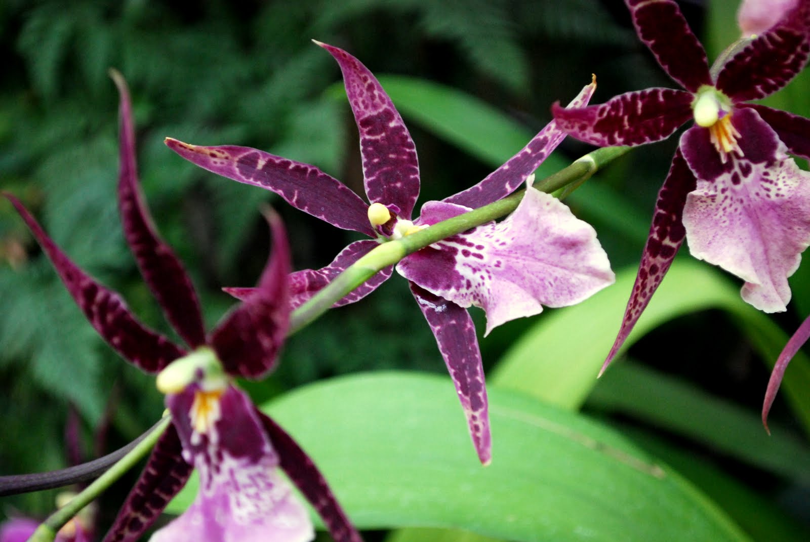 Evolving: Labellum - The third petal of an orchid flower, modified by ...