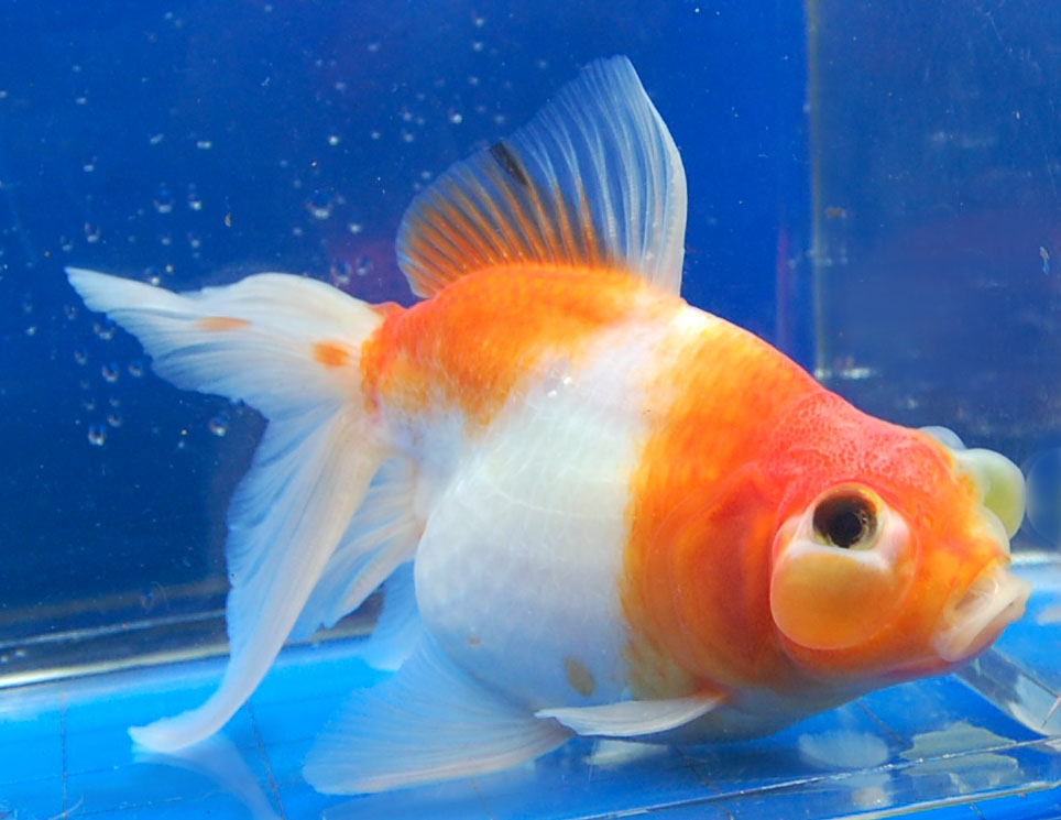 Goldfish - JungleKey.be Afbeelding