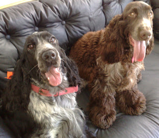 Canil The Grace's: Linda ninhada de Cocker Disponíveis!!!