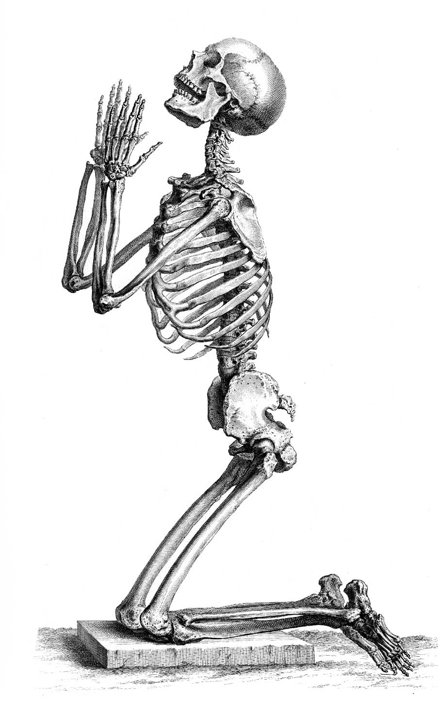 Tu Preparador de Anatomía: mayo 2010 - Anatomía humana, anatomía con ... Tu Preparador de Anatomía: mayo 2010 - Anatomía humana, anatomía con ...