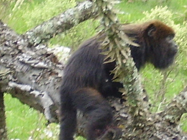 VENDO RESERVA: A FAUNA