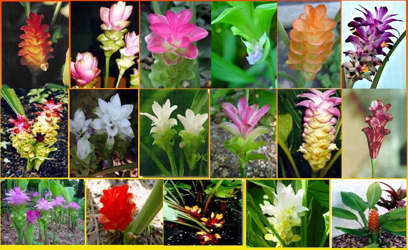 Curcumin Turmeric Extracts: What is Curcumin