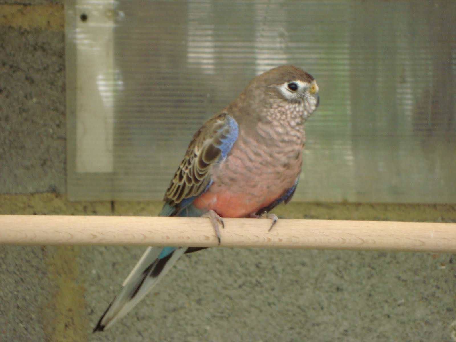 euphèmés et colombes exotiques: LA PERRUCHE DE BOURKE