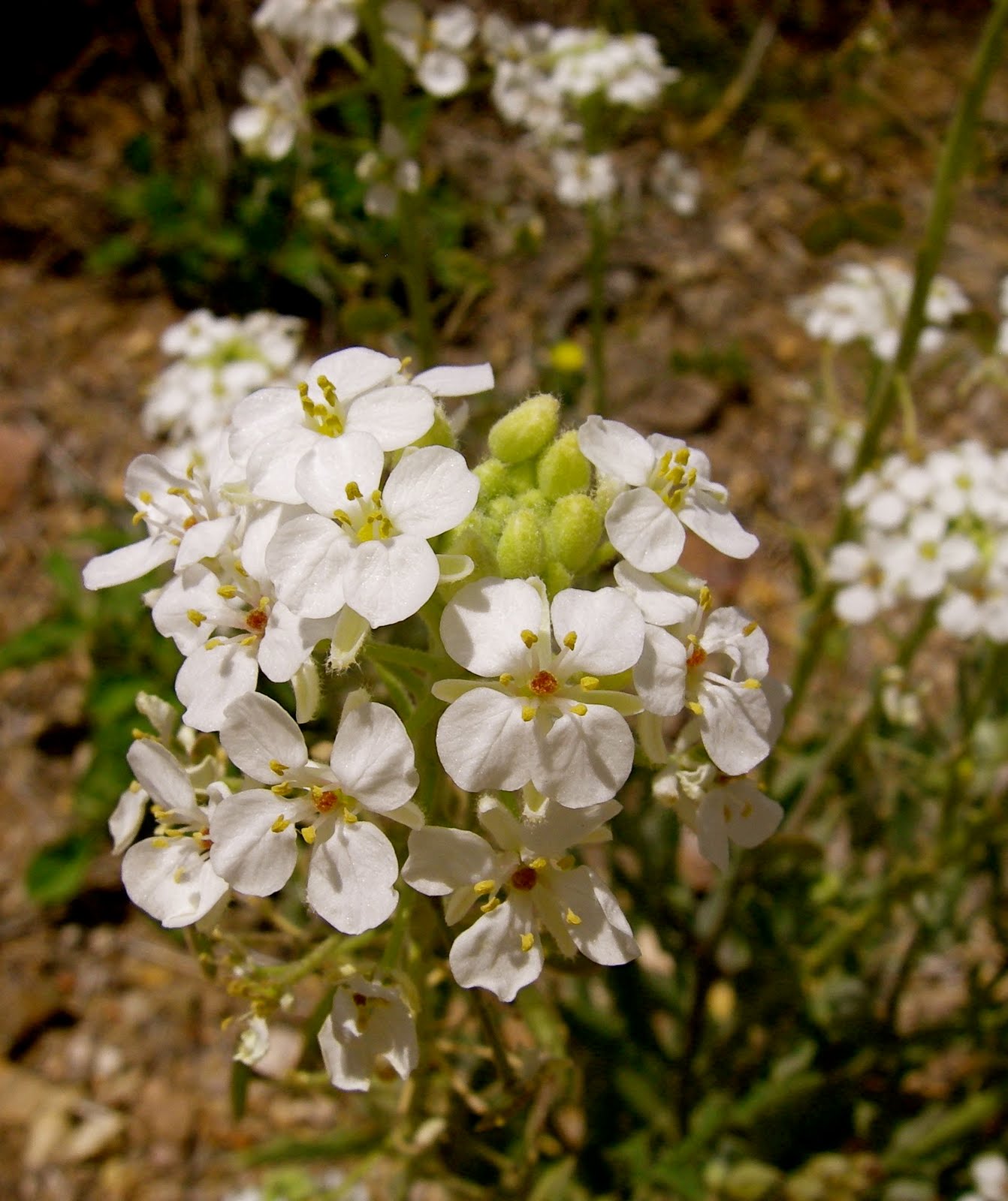 Exploring Around Santa Fe: Wildflowers of Southwestern New Mexico