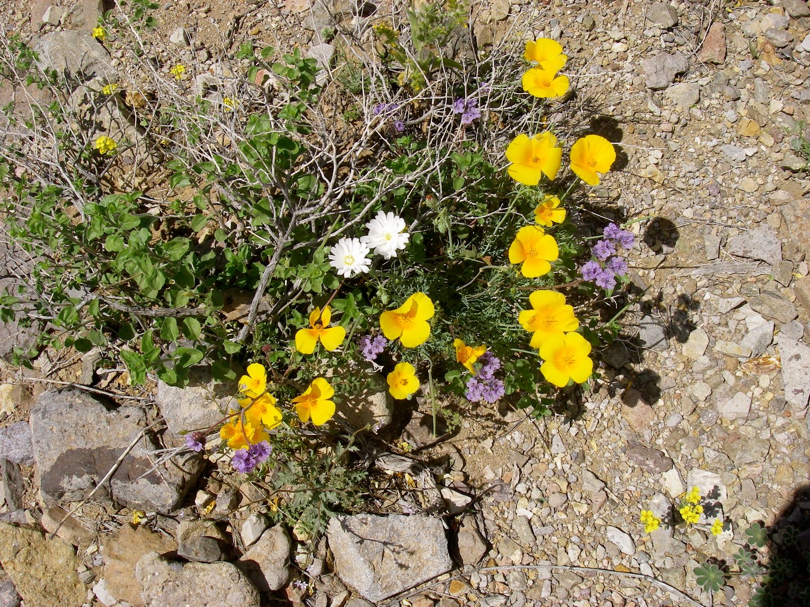 Exploring Around Santa Fe: Wildflowers of Southwestern New Mexico