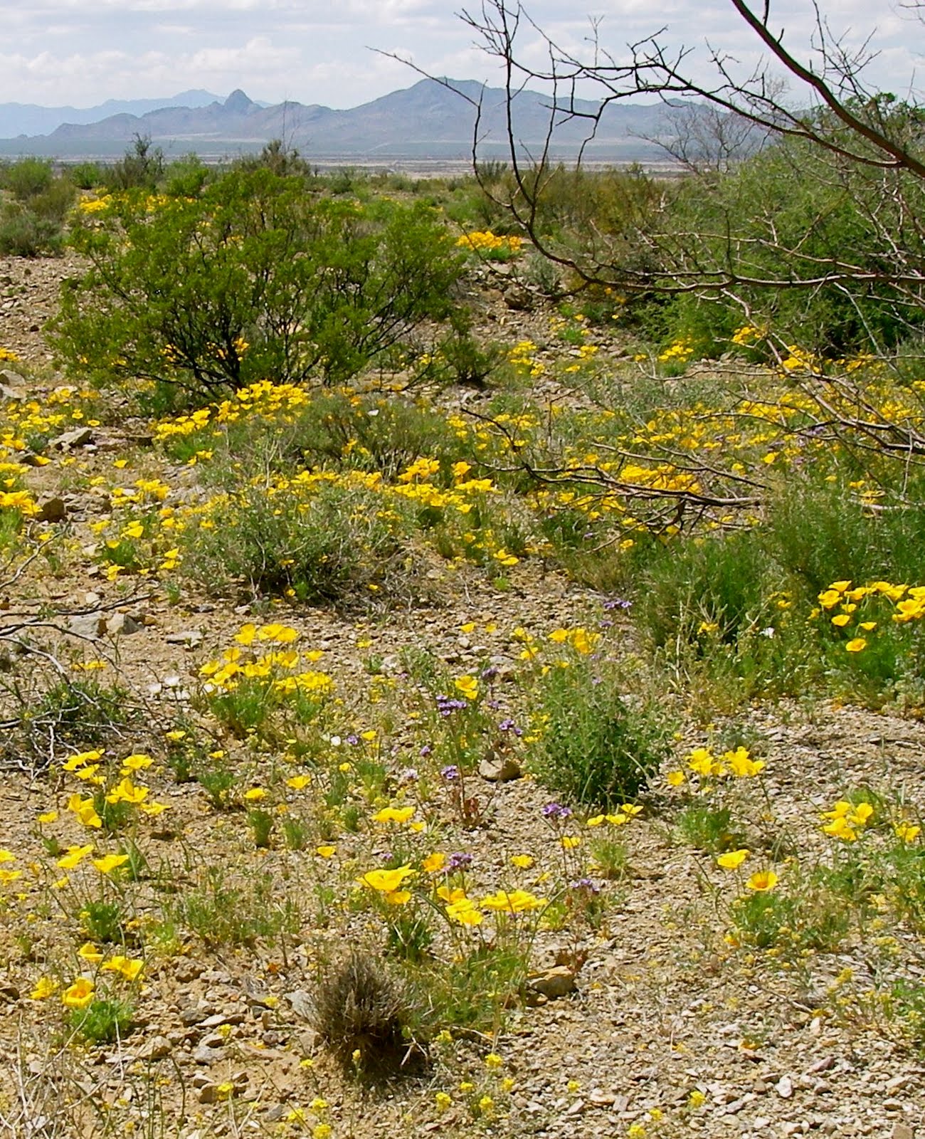 Exploring Around Santa Fe: Wildflowers of Southwestern New Mexico