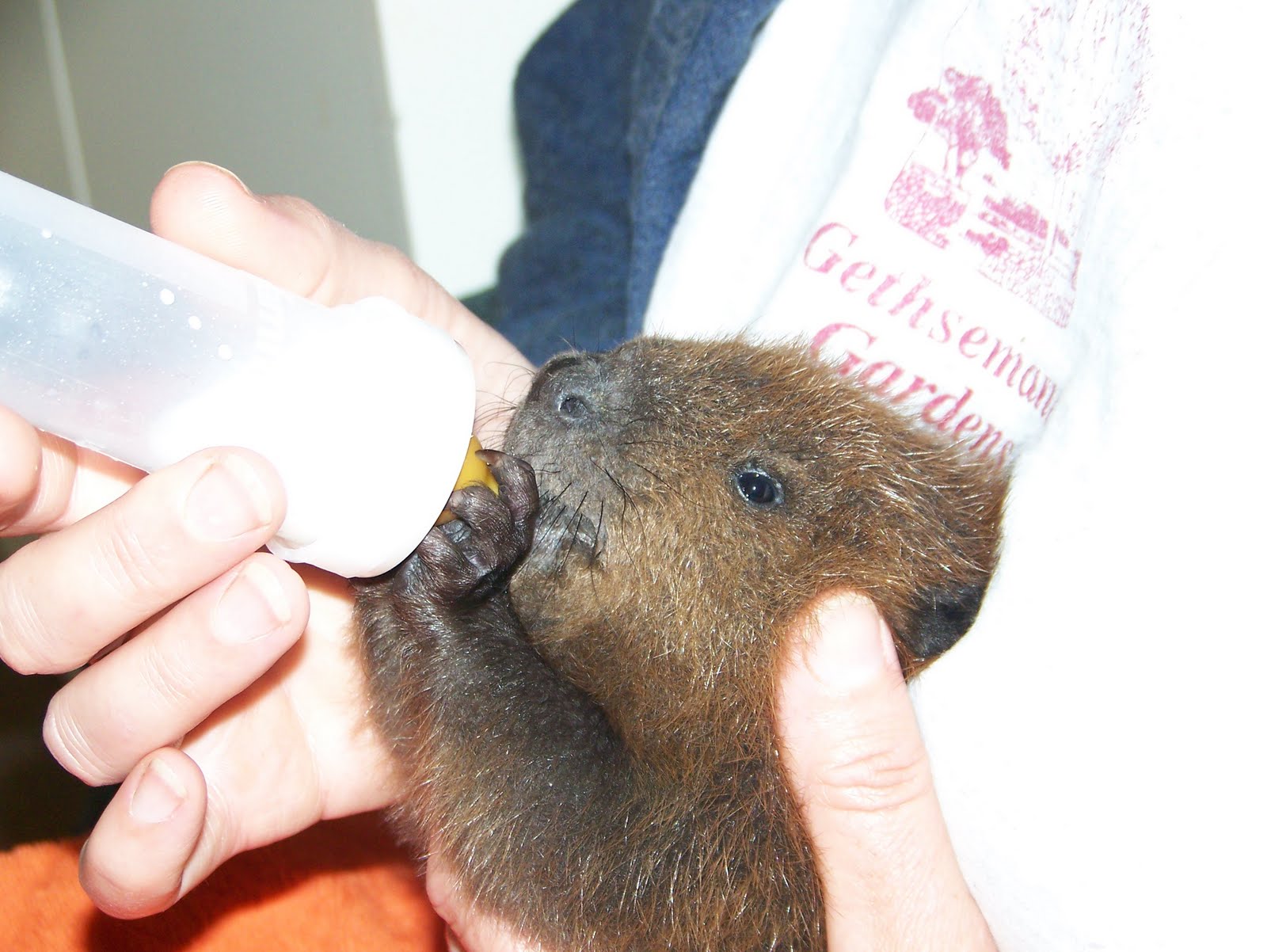 WHAT'S IN MY MIND?: WORLD’S WEIRDEST ANIMAL BABIES