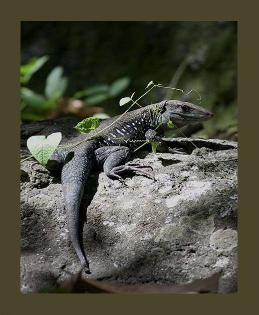 astroPPM: Mars Enters Scorpio: Choosing How to Choose