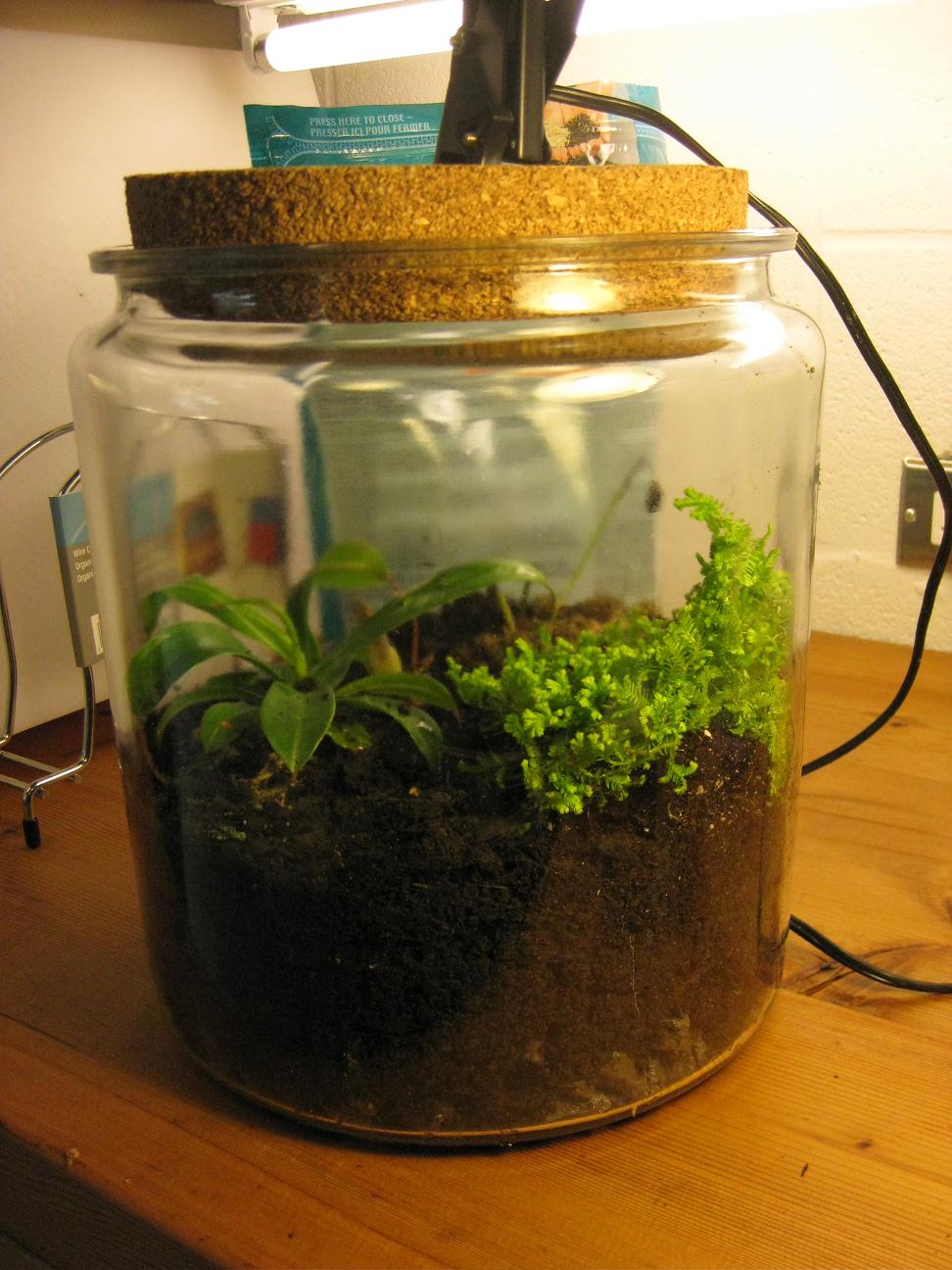 pots and jars: Indoor Plant Projects Workshop