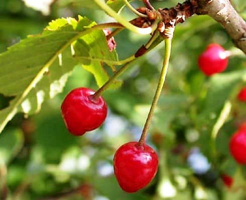 trébede: ANÍS DE GUINDAS (diferencia endrina- guinda; pacharán - anís ...