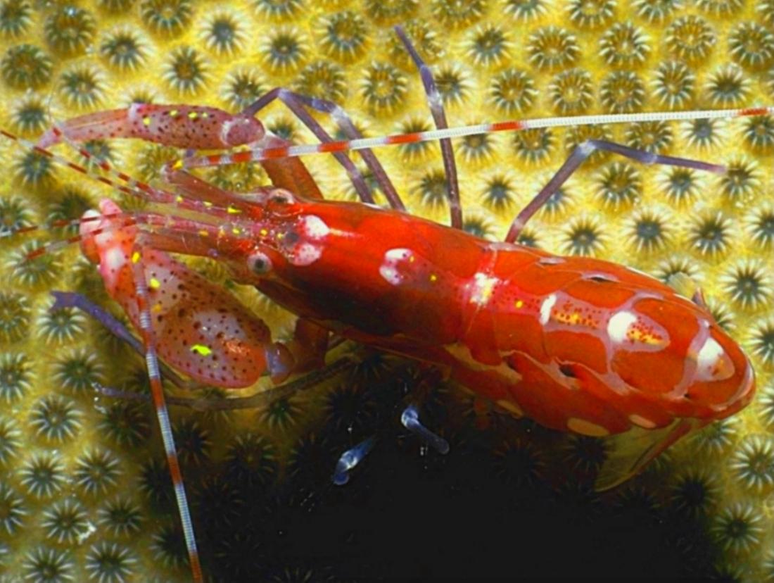 Kent: Pistol/Snapping Shrimp