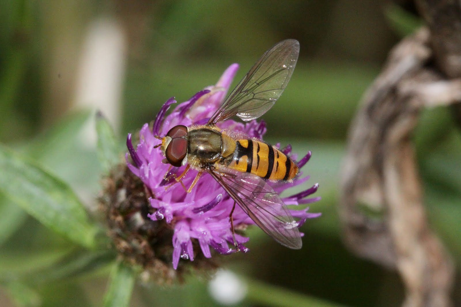 Hilbre Bird Observatory: 15th August 2010 continued- Hover flies