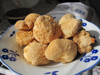 Cannundrums: Monkey Head Mushrooms