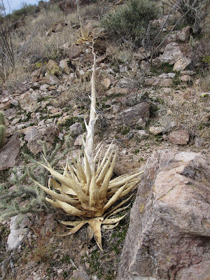Cannundrums: Agave