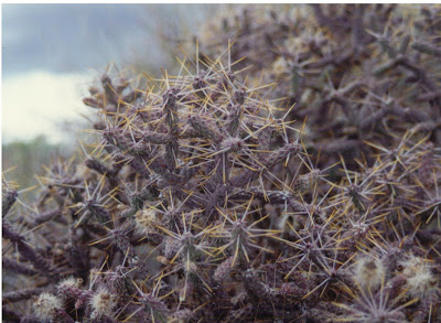 Cannundrums: Pencil and Branched Pencil Cholla