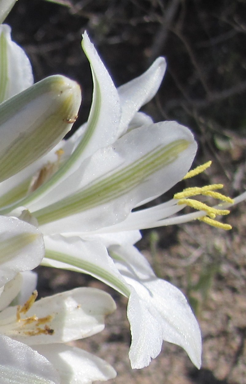 Cannundrums: Ajo Lily