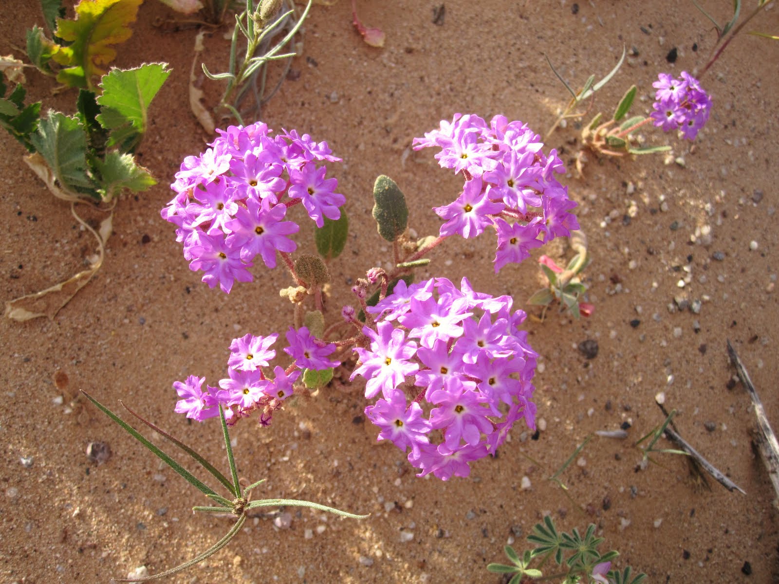 Cannundrums: Desert Sand Verbena