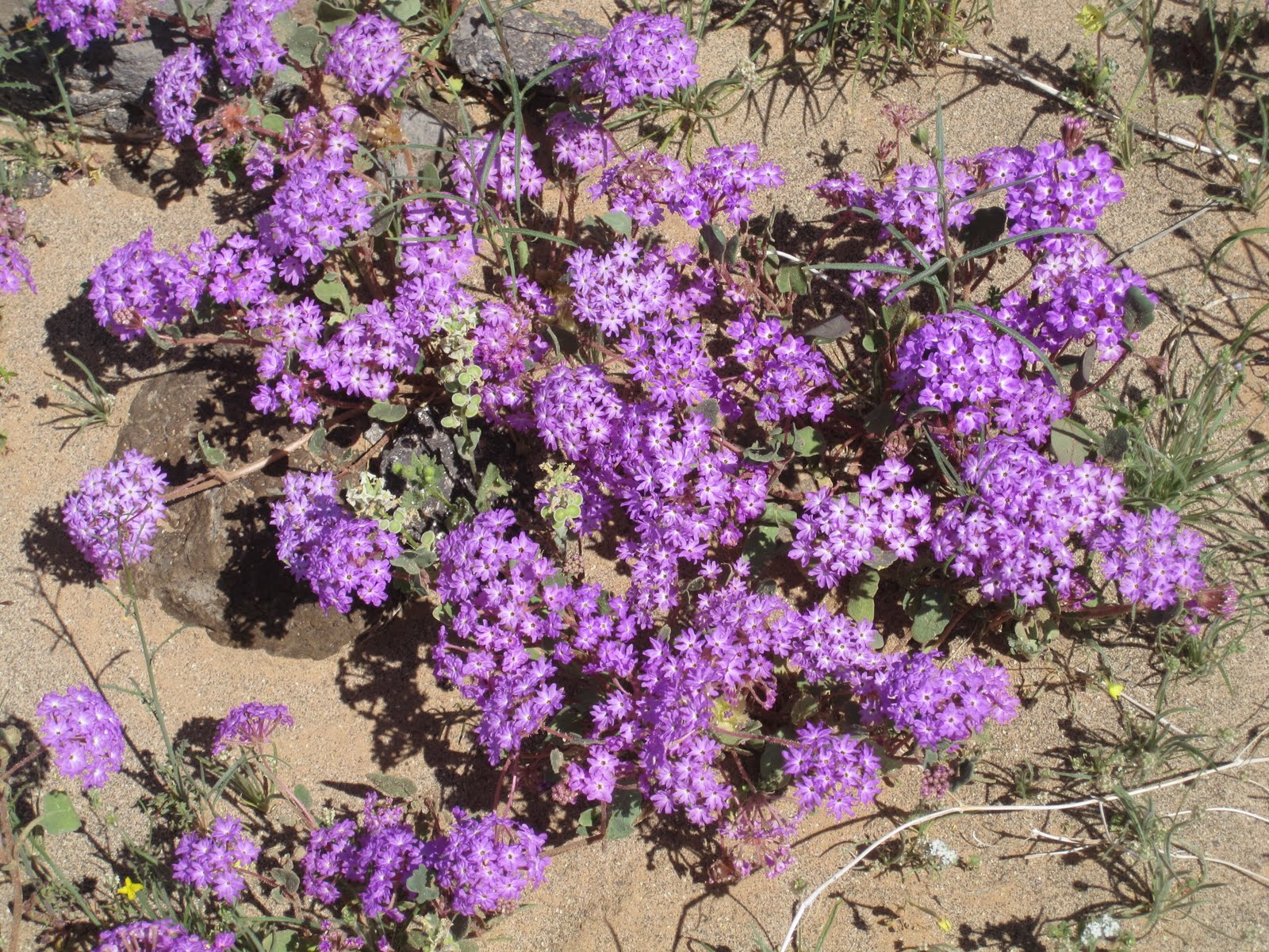 Cannundrums: Desert Sand Verbena