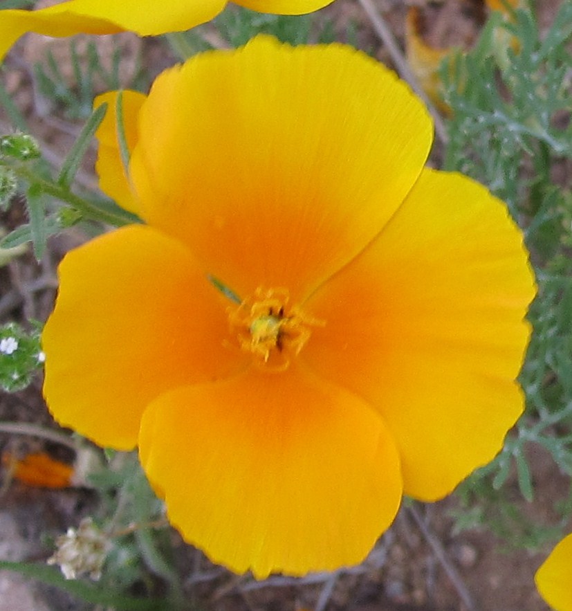 Cannundrums: Mexican Gold Poppy