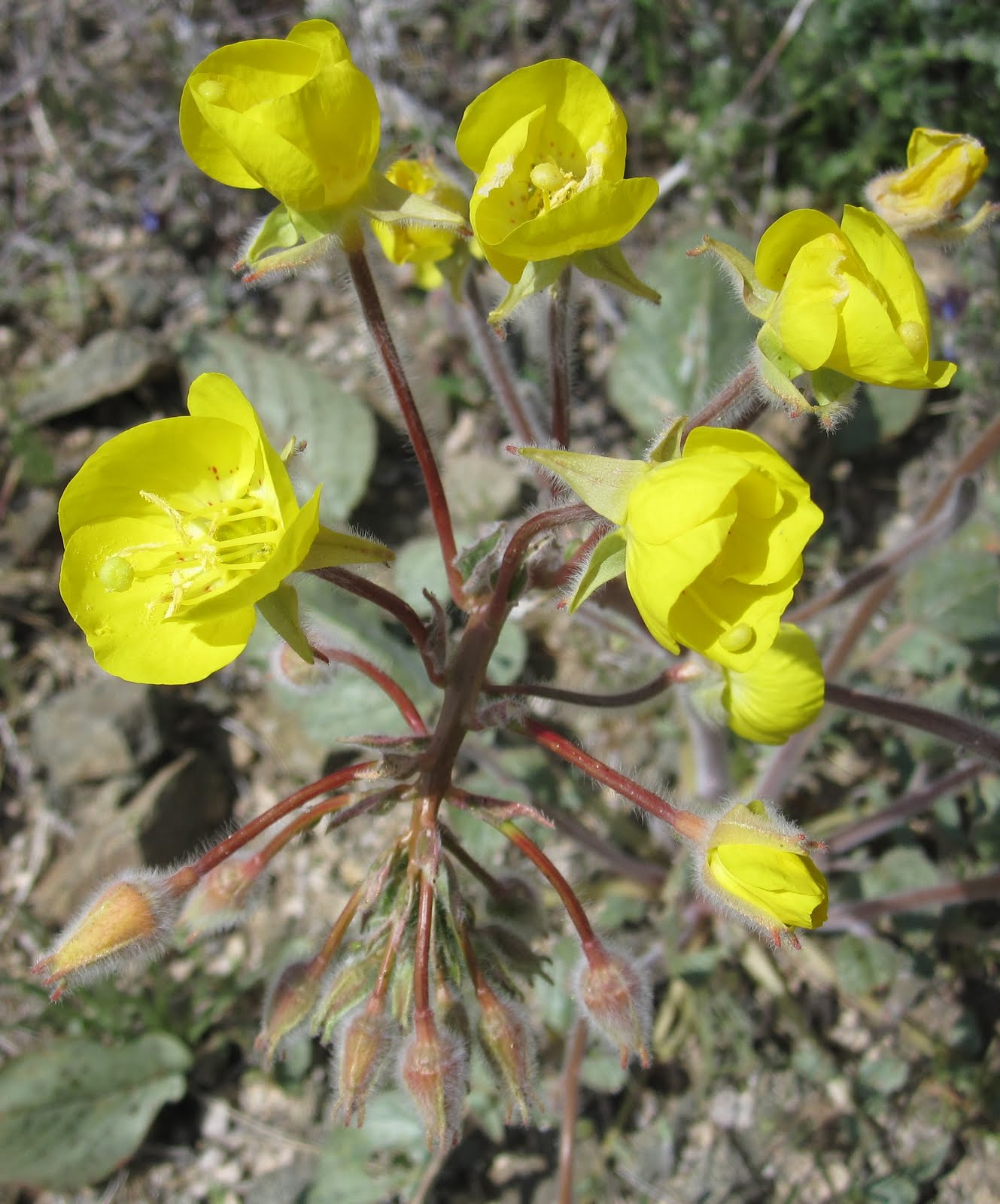 Cannundrums: Yellow Cup Primrose or Mojave Suncup