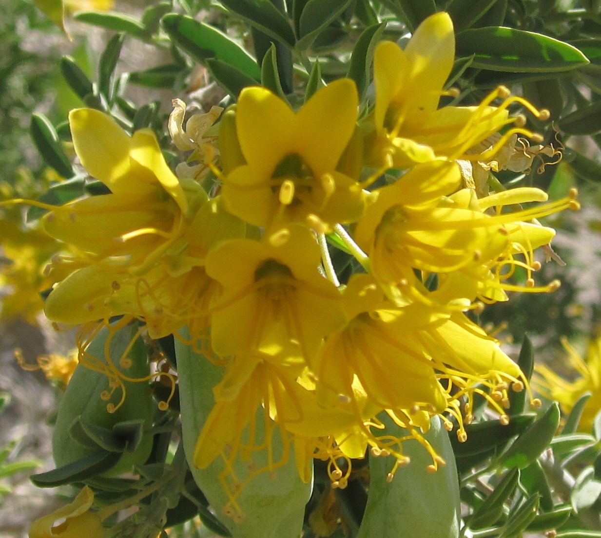 Cannundrums: Bladderpod Spiderflower