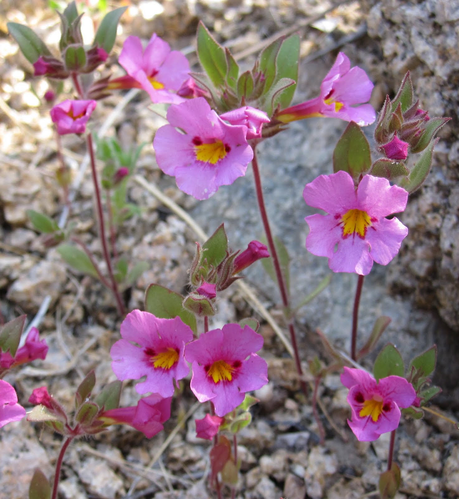 Cannundrums: Bigelow's Monkeyflower