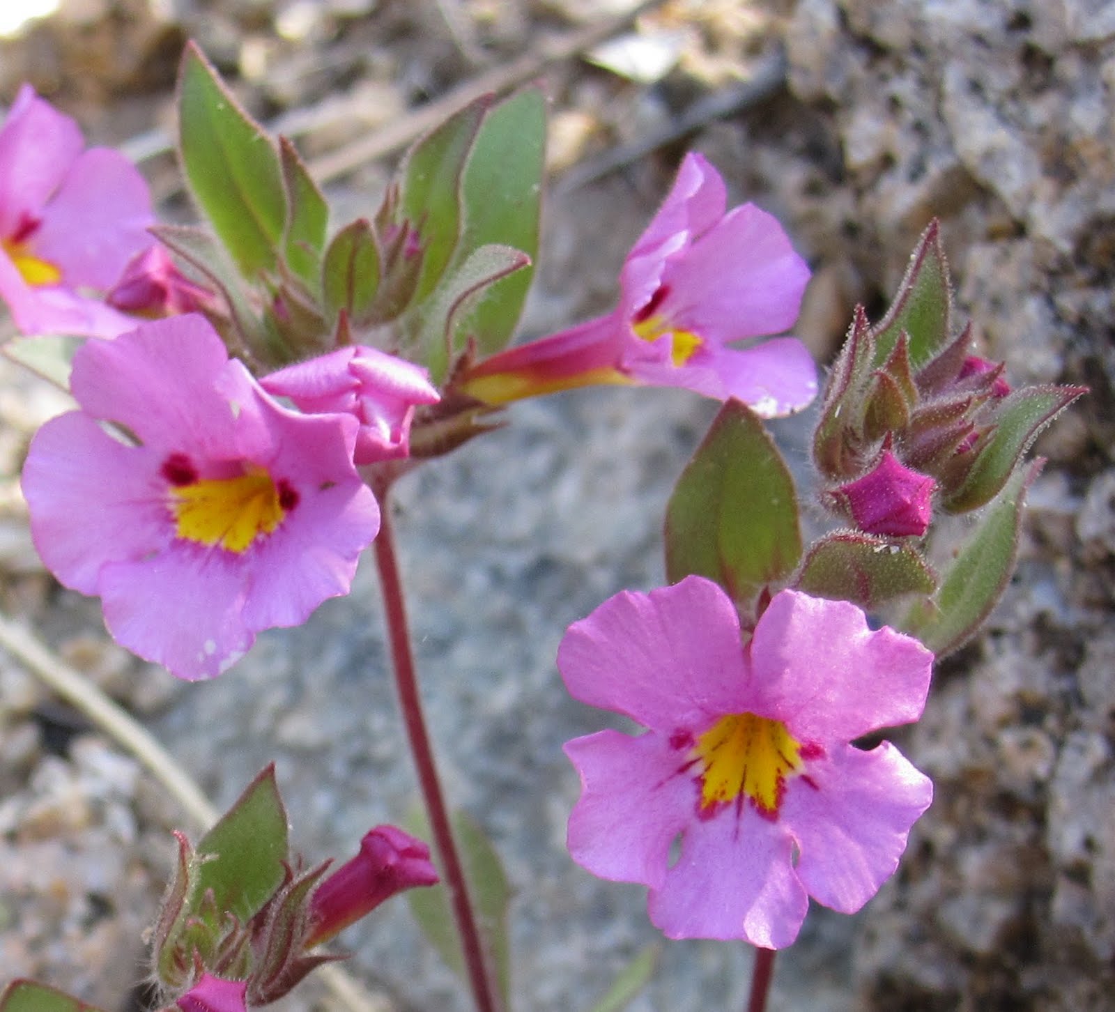 Cannundrums: Bigelow's Monkeyflower