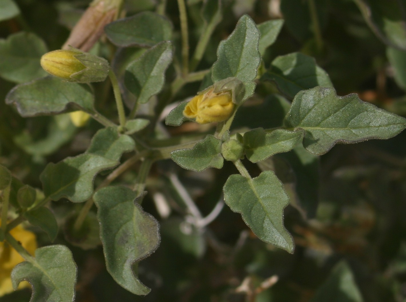 Cannundrums: Yellow Nightshade Groundcherry