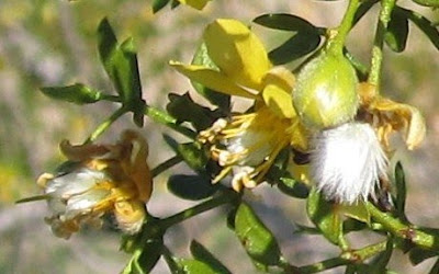 Cannundrums: Creosote Bush