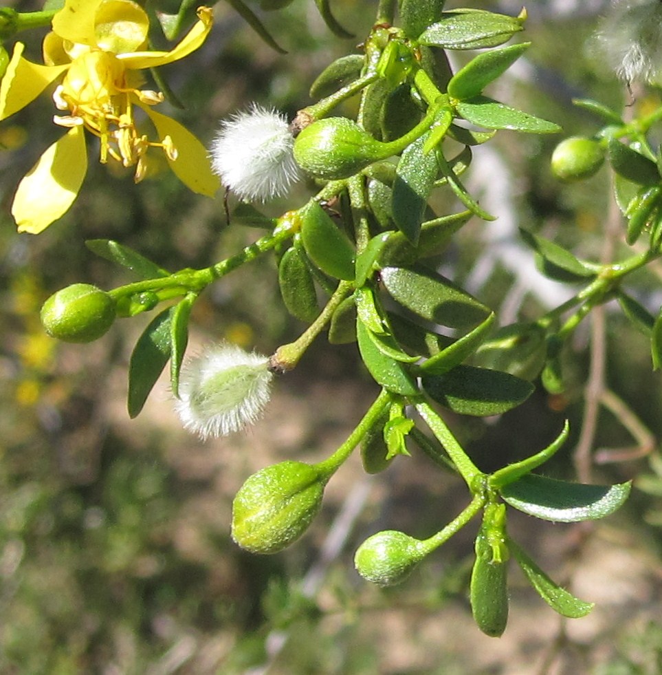 Cannundrums: Creosote Bush