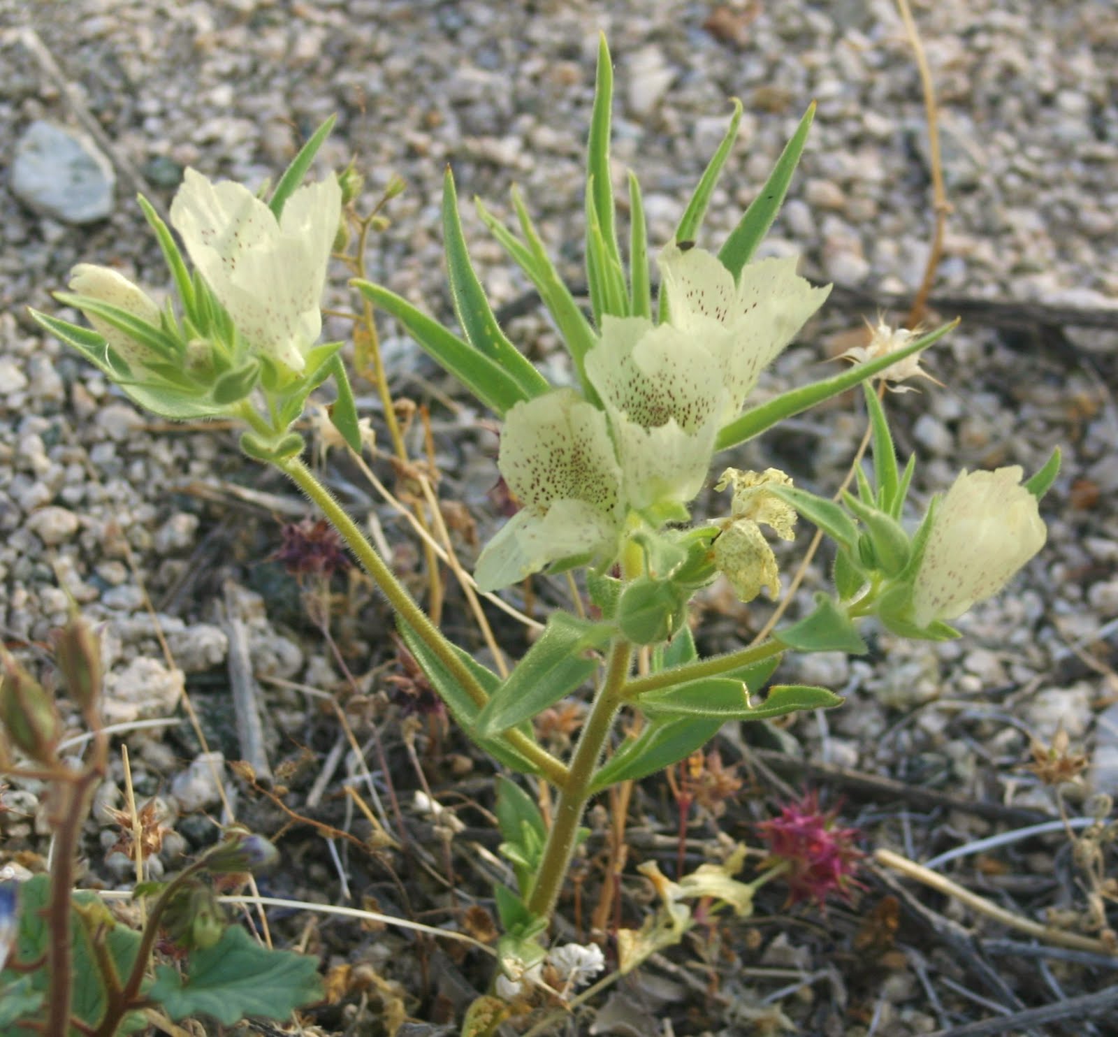 Cannundrums: Ghost Flower or Mojave Flower