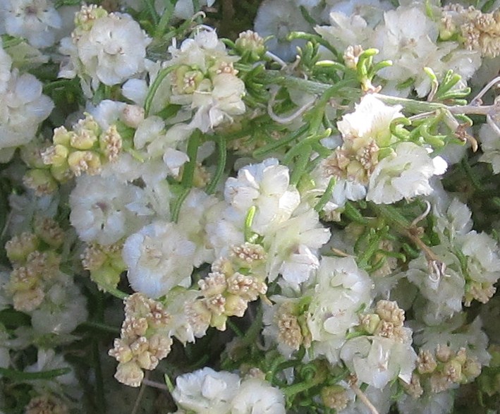 Cannundrums: Burrobrush or Cheesebush