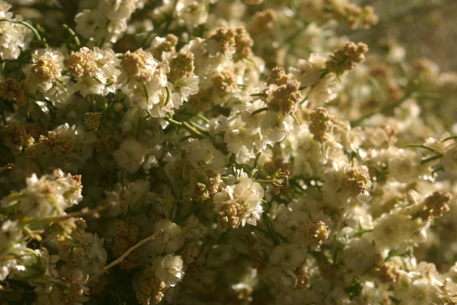 Cannundrums: Burrobrush or Cheesebush