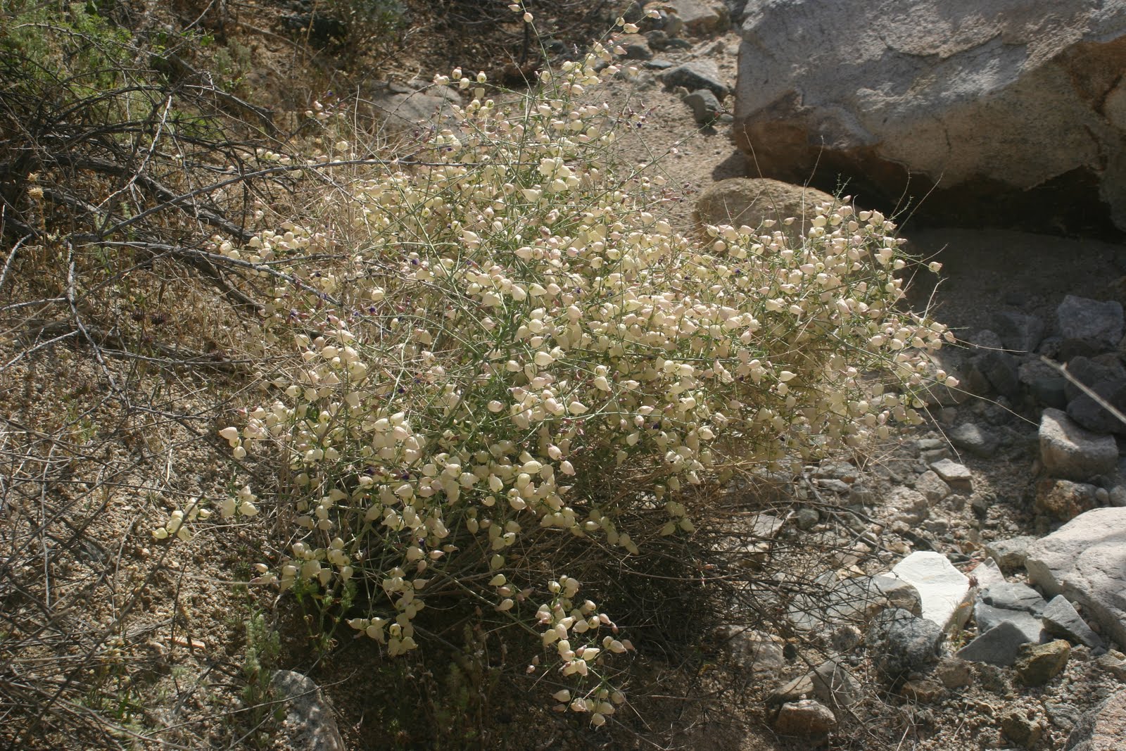 Cannundrums: Paperbag Bush or Mexican Bladder Sage